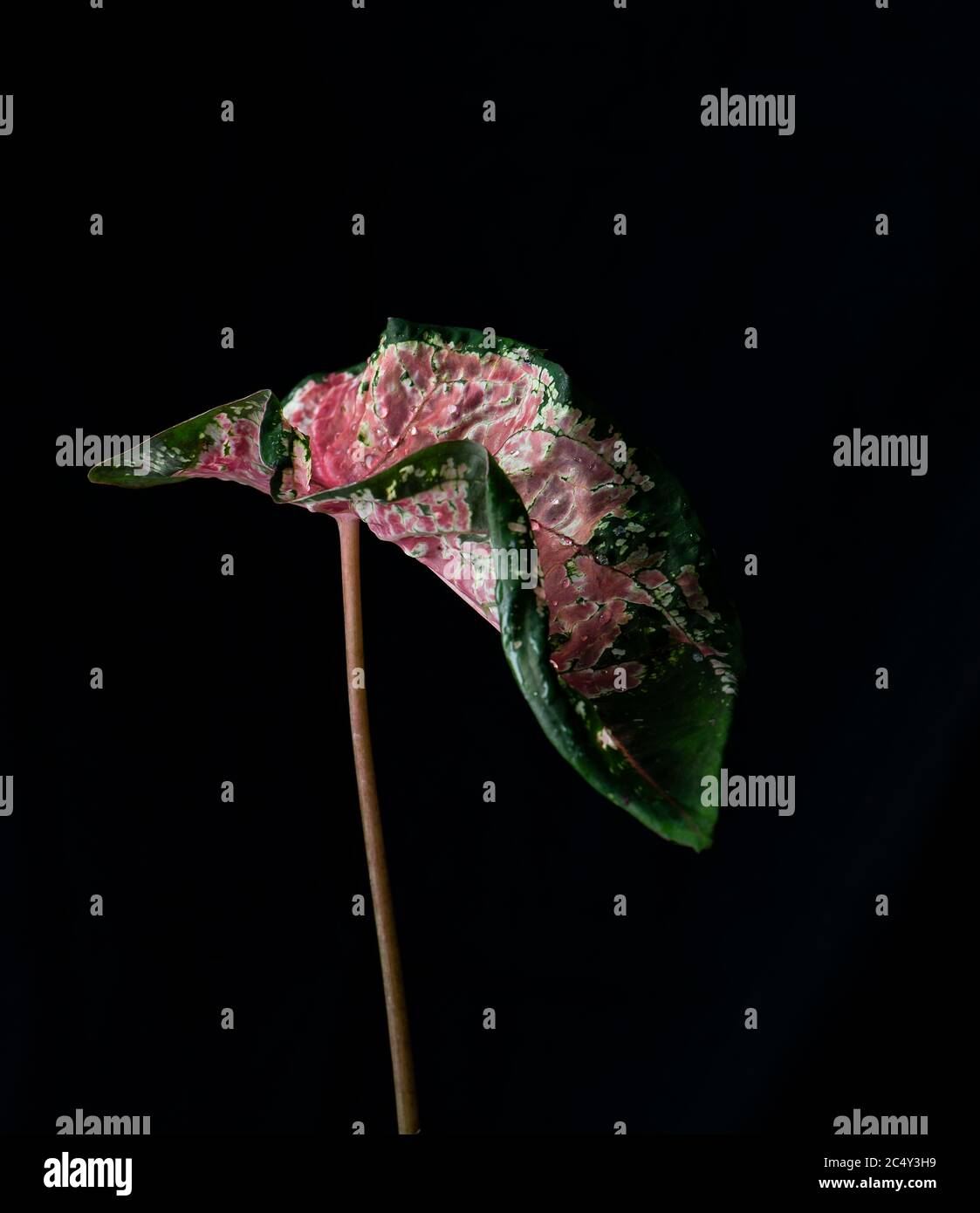 Black caladium hi-res stock photography and images - Alamy