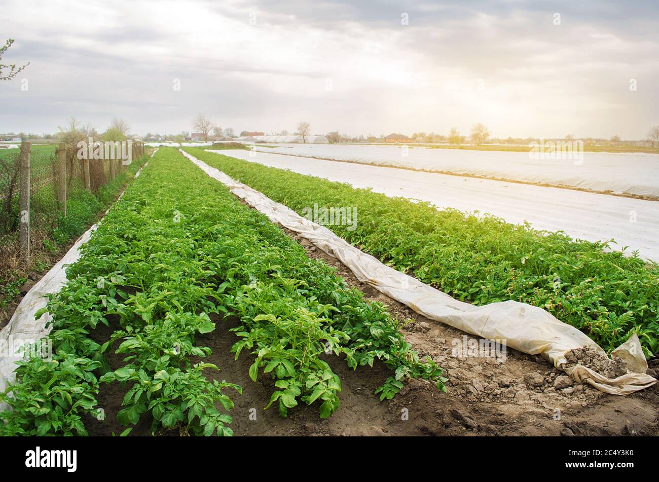 Plantation of young potatoes grow in the field. Growing organic ...