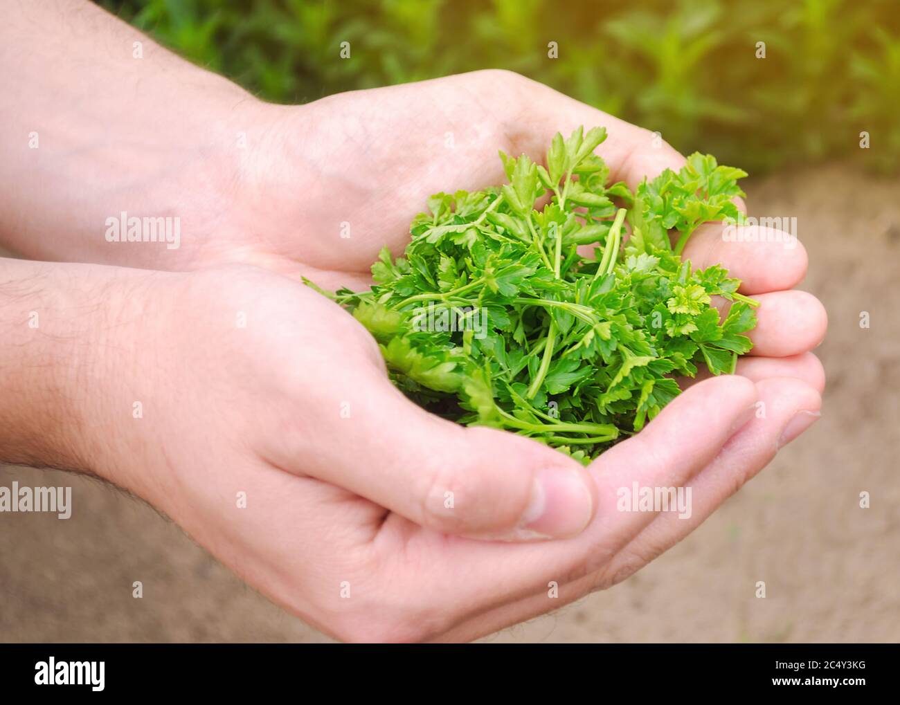 The farmer holds freshly picked parsley in his hands. Harvesting ...