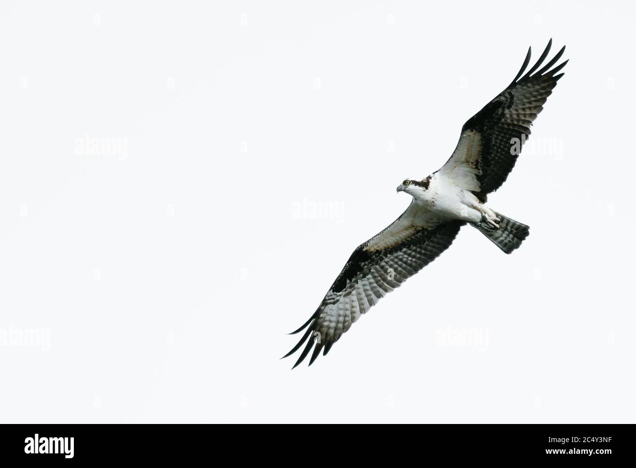 View from below of an osprey soaring against a clear sky Stock Photo ...