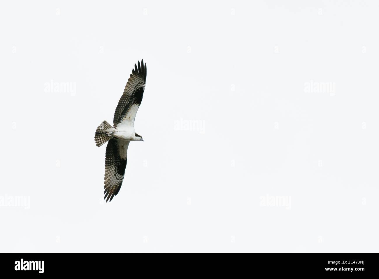 View from below of an osprey soaring above Stock Photo - Alamy