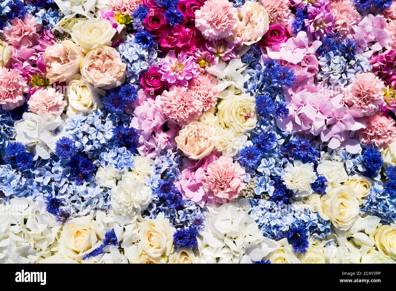 Colorful flowers background. Summer concept. View from above Stock ...