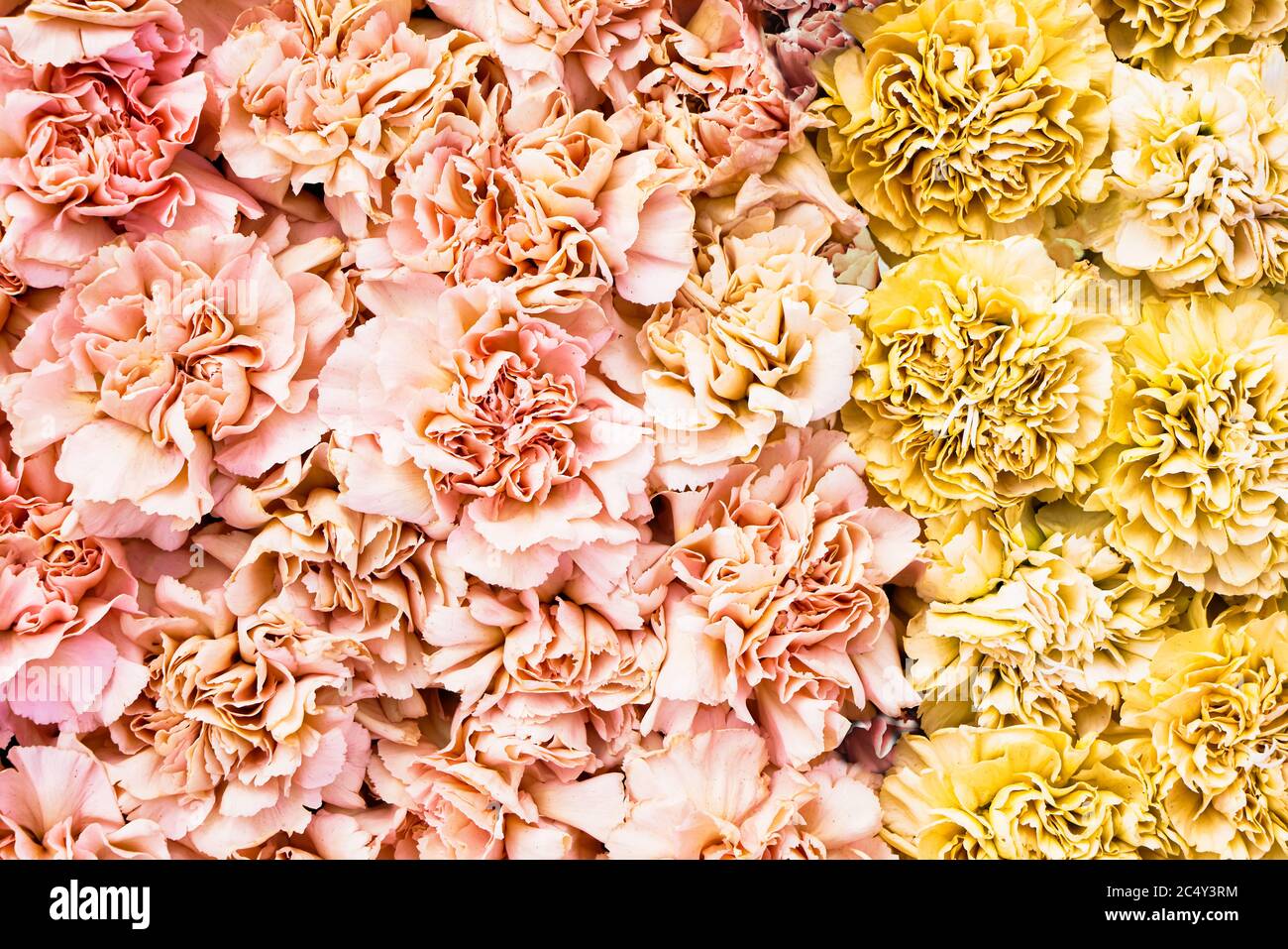 Yellow Carnation Flower Wallpaper
