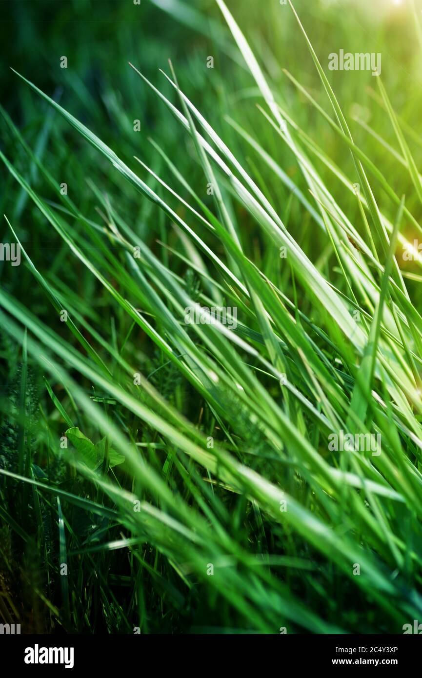 Long green grass closeup background Stock Photo - Alamy