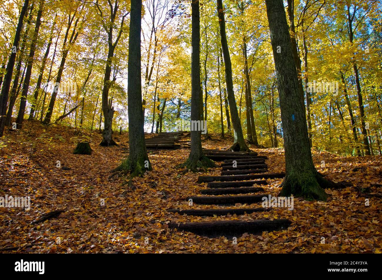 Looking up the valley of maple trees in autumn Stock Photo - Alamy