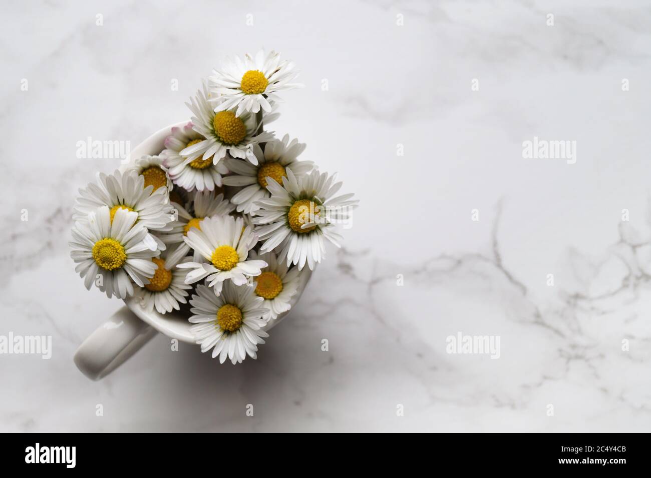 Daisy, Michaelmas daisy on marble background Stock Photo - Alamy