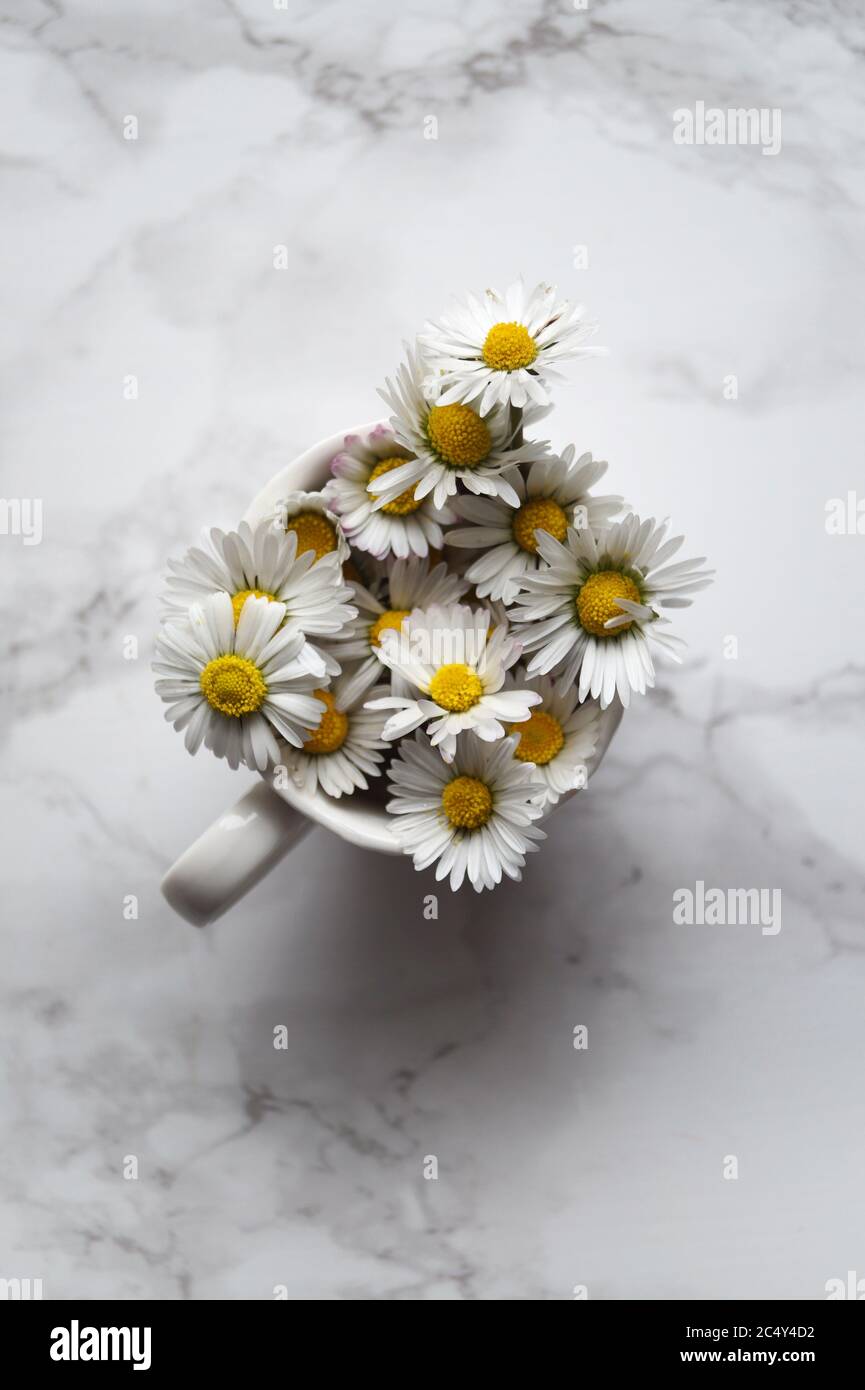 Daisy, Michaelmas daisy on marble background Stock Photo - Alamy