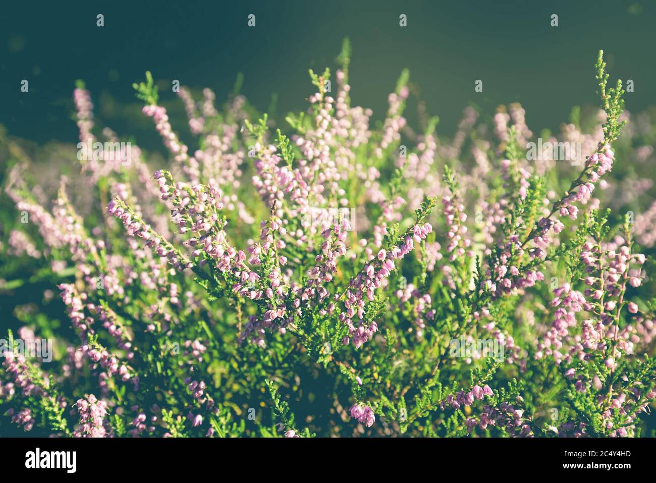 Forest common heather flowers blossoming outdoors. Nature summer ...