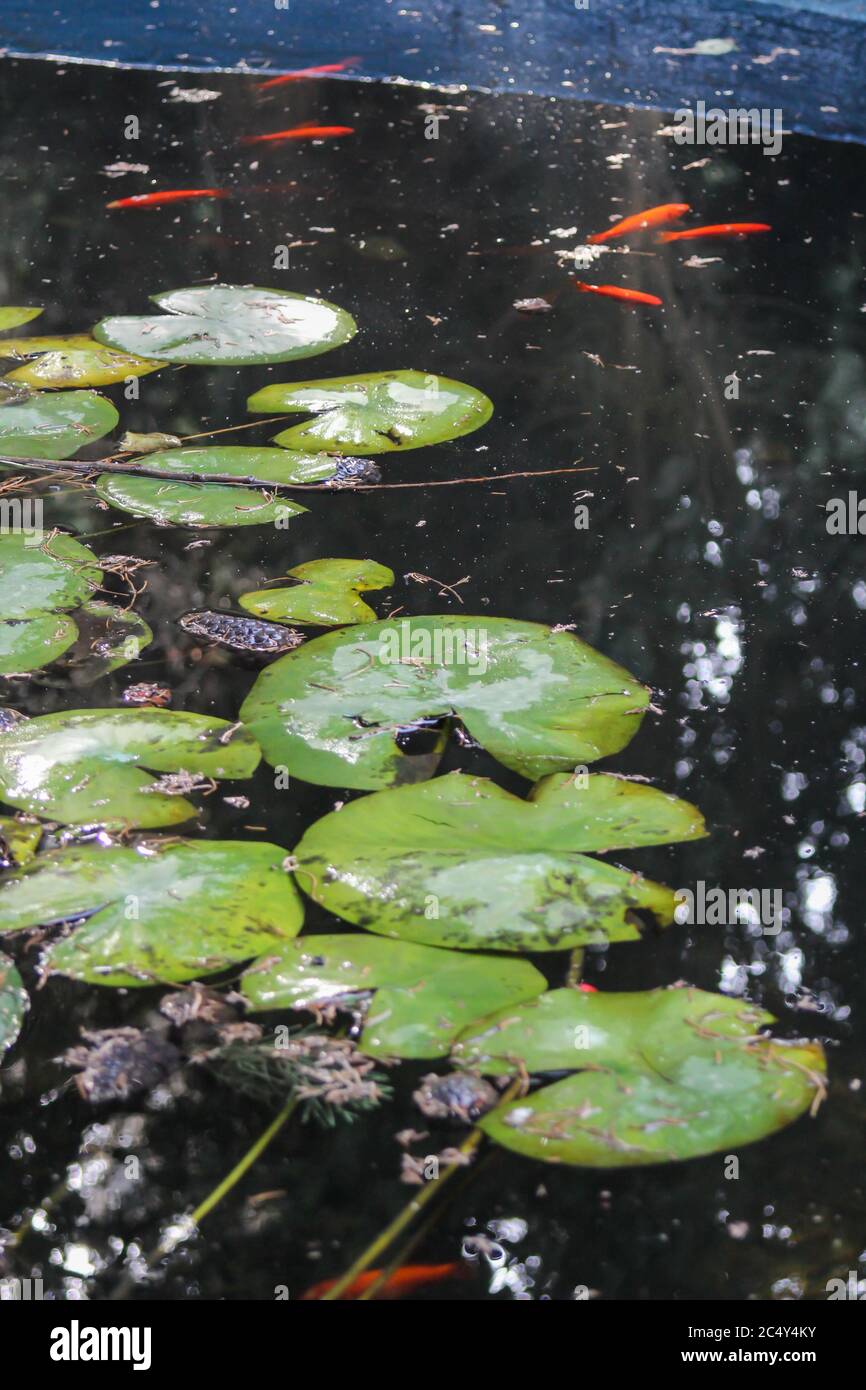 Botanical garden lake with colored fish and jug leaves Stock Photo - Alamy
