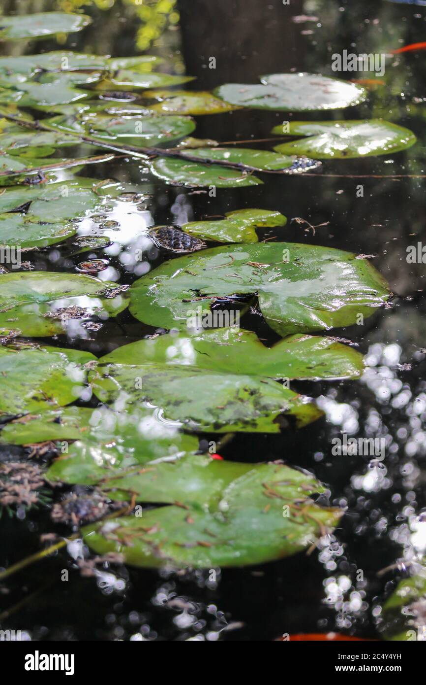 Botanical garden lake with colored fish and jug leaves Stock Photo - Alamy