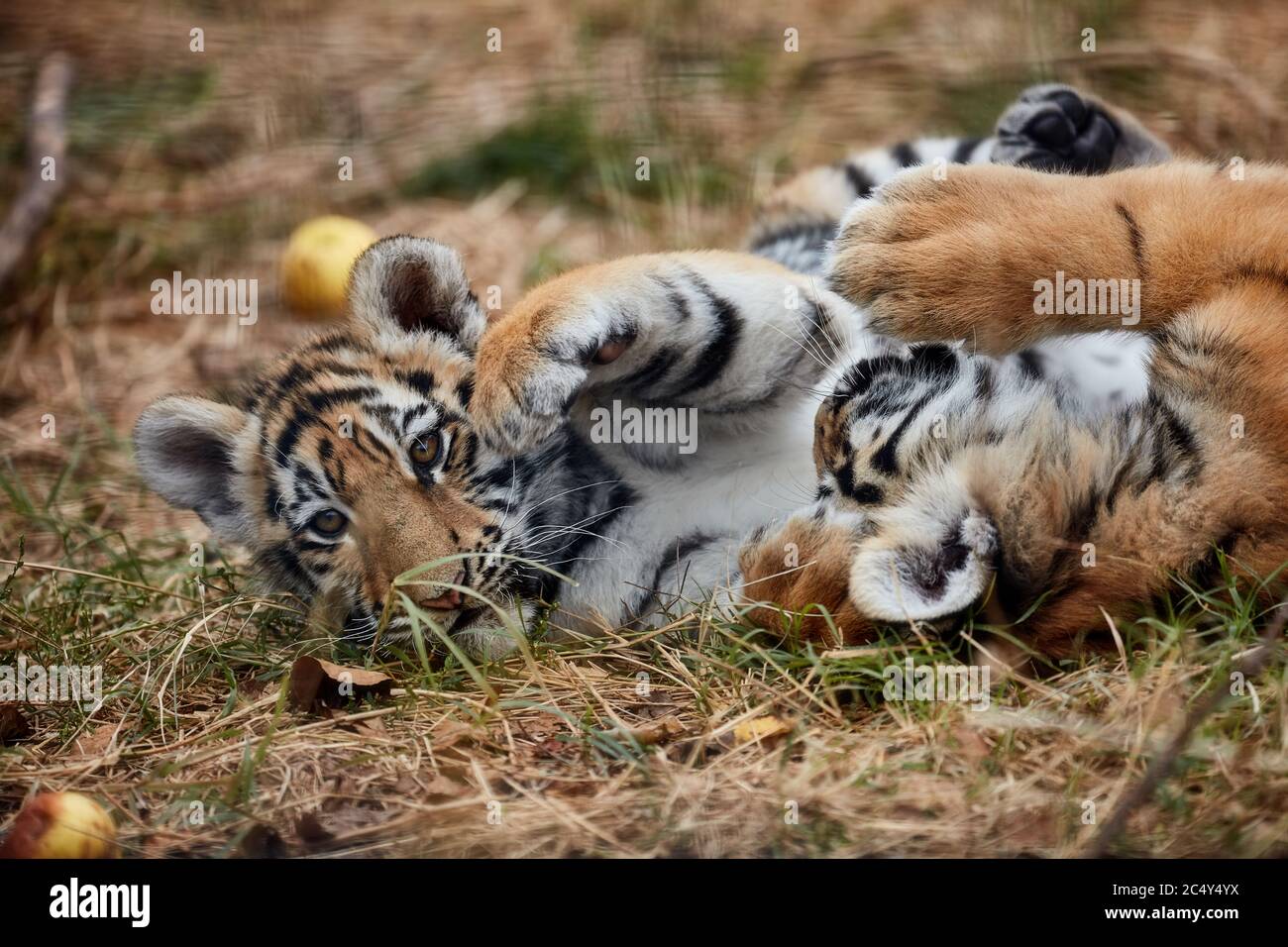 Playing tiger cubs. young Tiger. Portrait of a big cat Stock Photo - Alamy