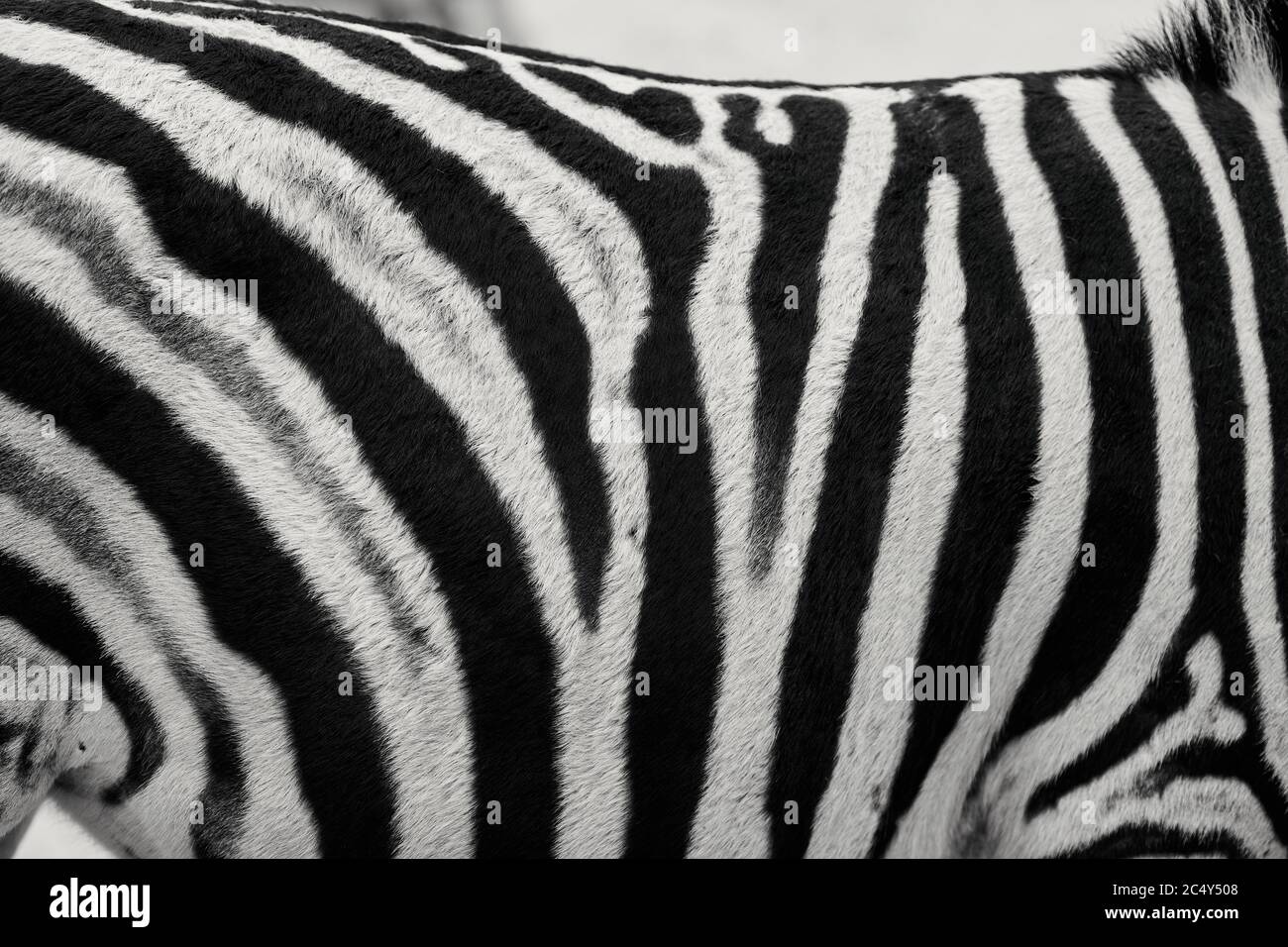 Zebra Stripes. striped life natural camouflage Stock Photo - Alamy