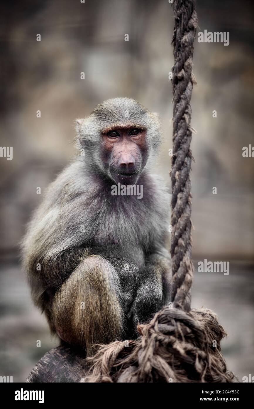 Monkey hand on head hi-res stock photography and images - Alamy