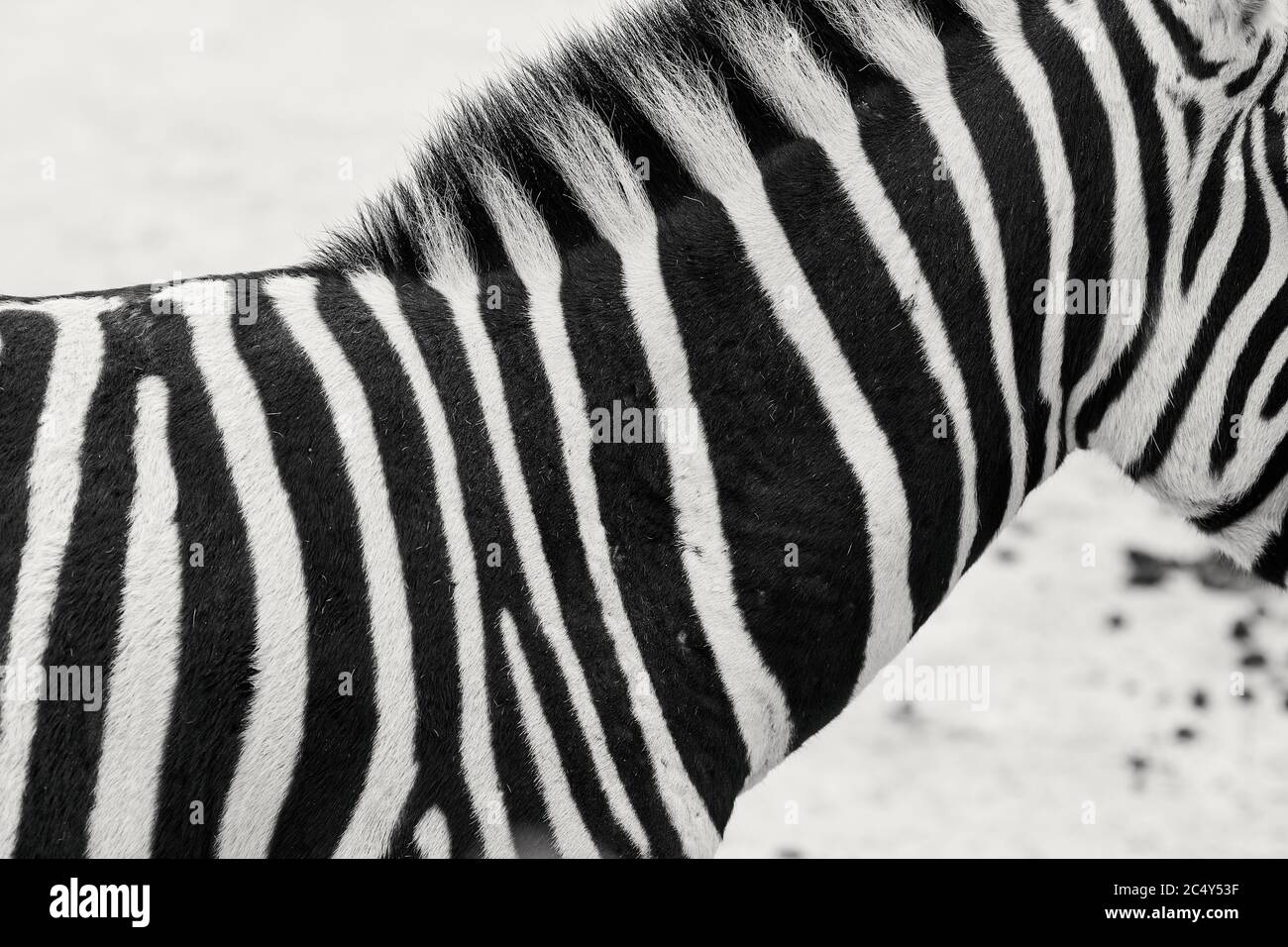 Zebra Stripes. striped life natural camouflage Stock Photo - Alamy