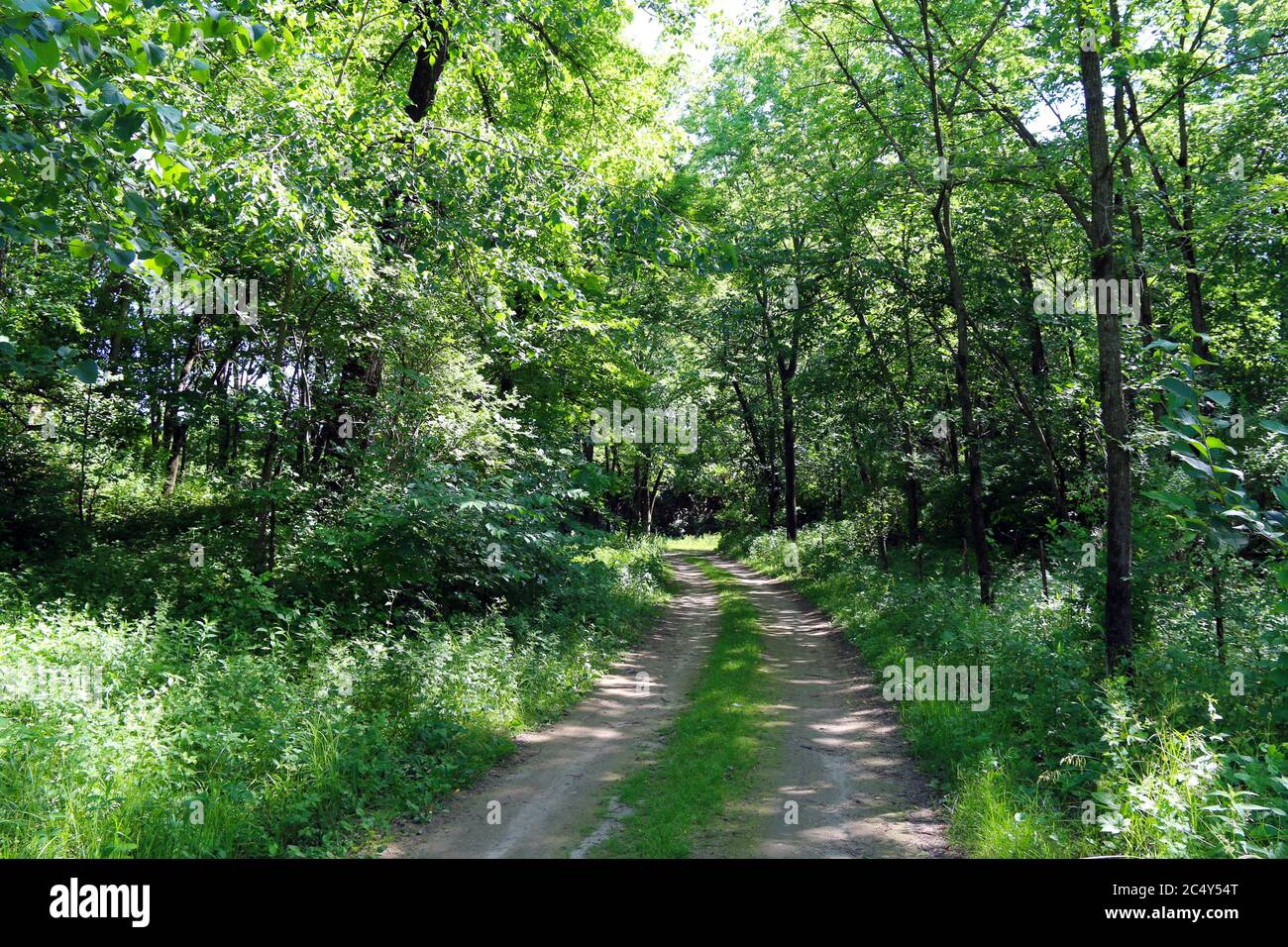 a single dirt road path leading into a dense wooded forest Stock Photo ...