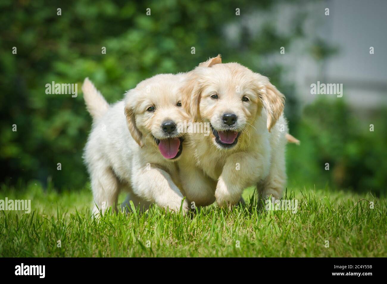 Two Cute Puppies Playing