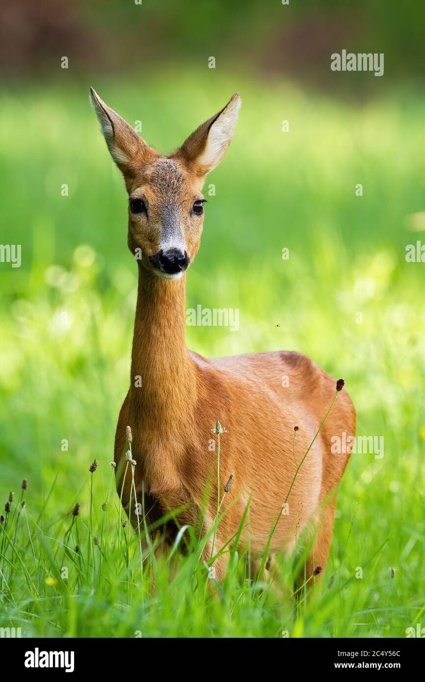 Beautiful roe deer doe standing on meadow in the summer Stock Photo - Alamy