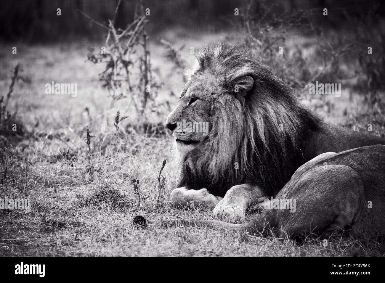 Beautiful Lion. Caesar in the savanna. scorched grass. Portrait of a ...