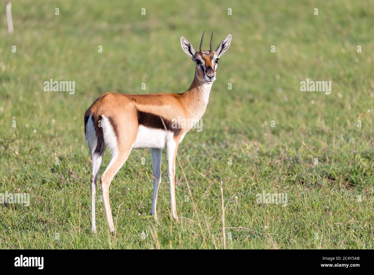 The Thomson gazelles in the middle of a grassy landscape in the Kenyan ...