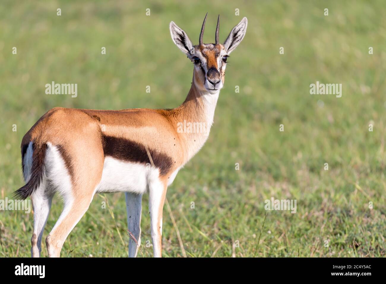 The Thomson gazelles in the middle of a grassy landscape in the Kenyan ...