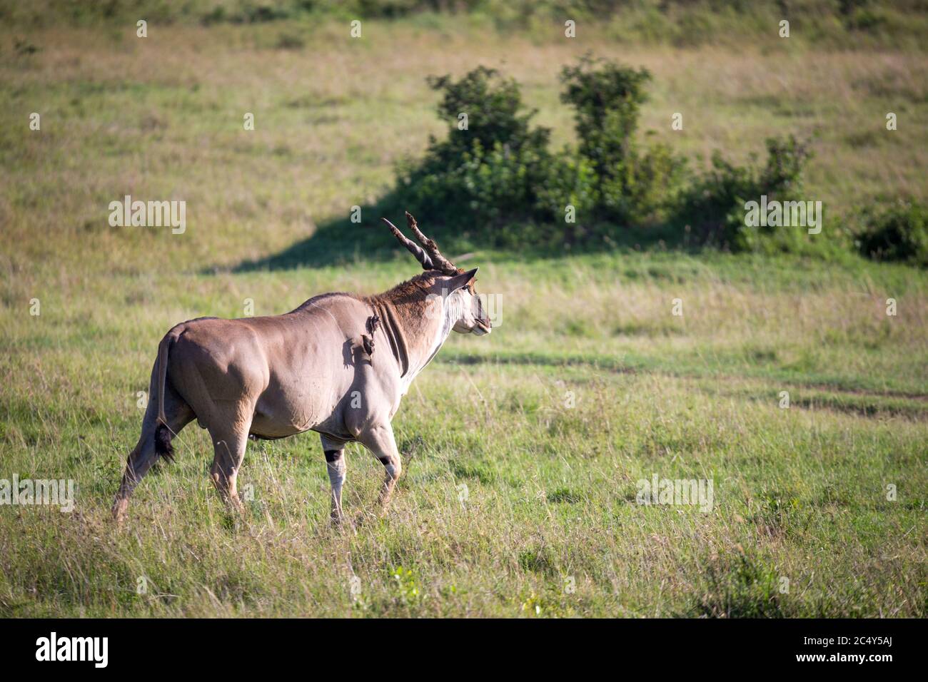 Common eland taurotragus oryx in savanna hi-res stock photography and ...