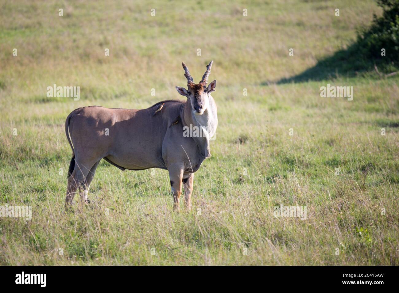 The Eland, the largest antelope, in a meadow in the Kenyan savanna ...