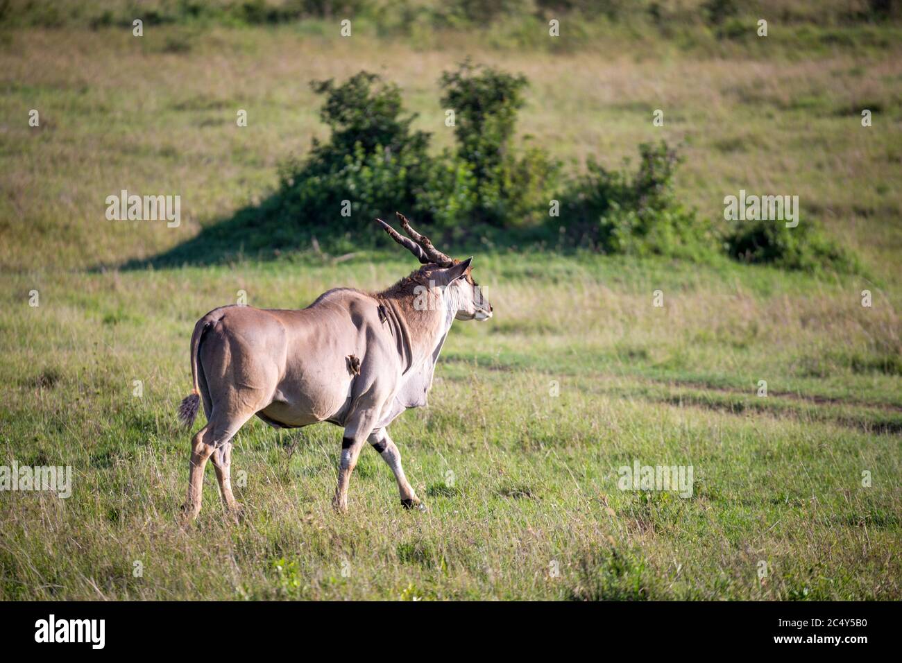 The Eland, the largest antelope, in a meadow in the Kenyan savanna ...