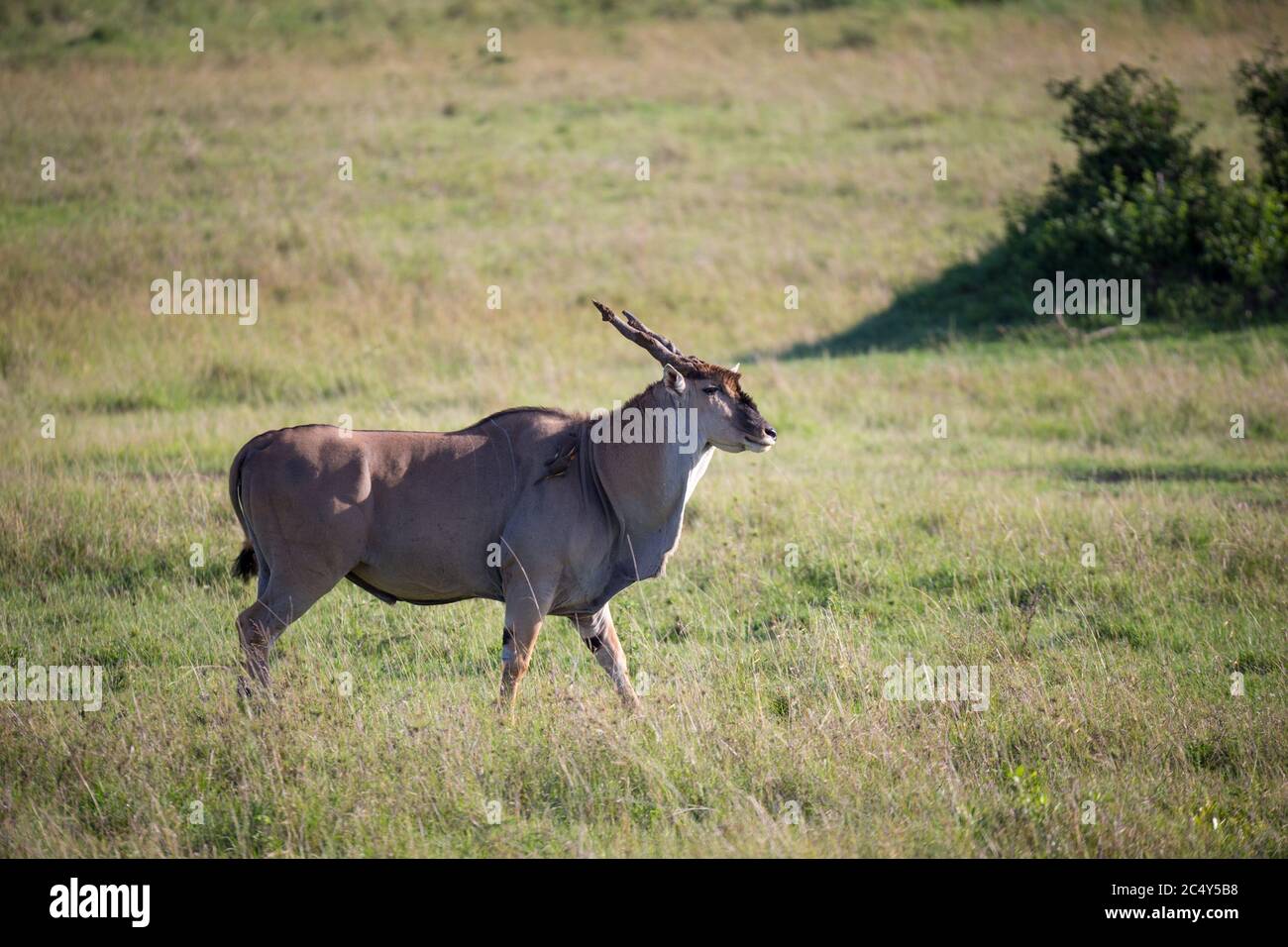 The Eland, the largest antelope, in a meadow in the Kenyan savanna ...