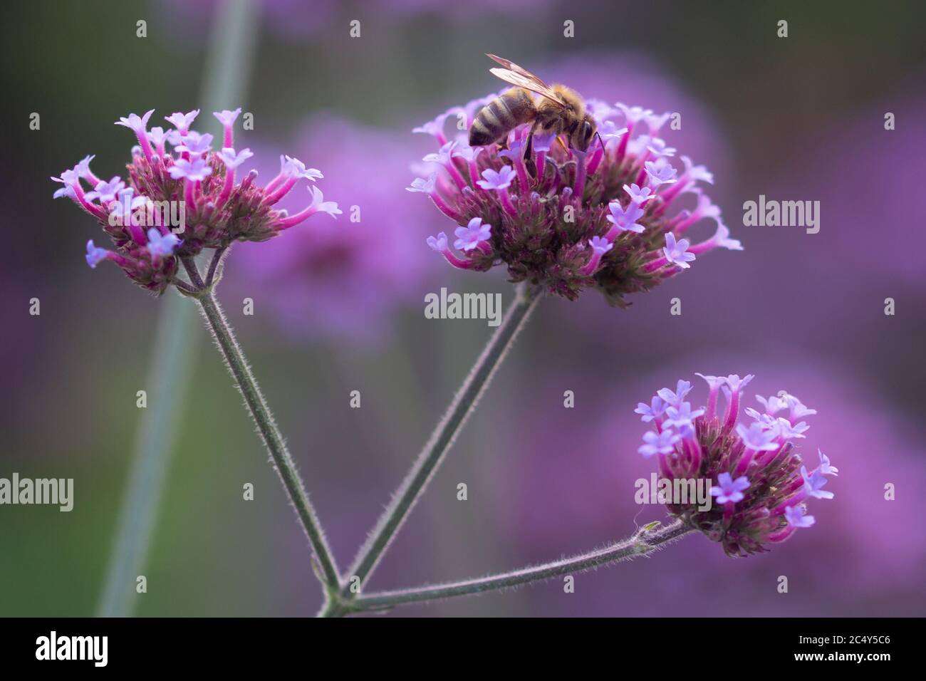 honey bee on verbena bonariensis in pesticide free botanic garden with ...