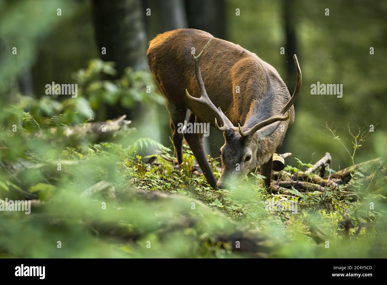 Unaware red deer stag grazing green vegetation in summer forest Stock ...