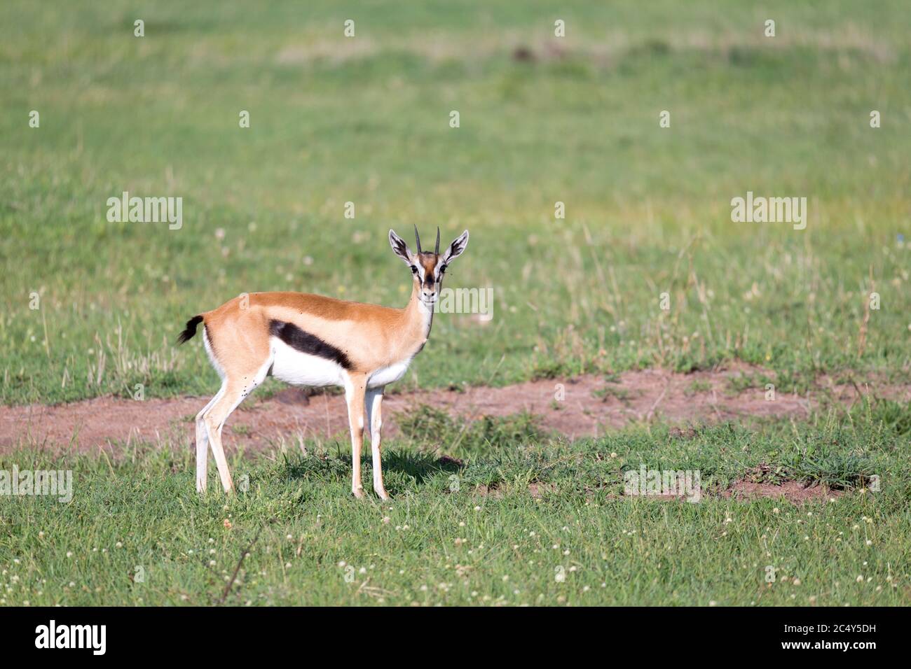 The Thomson gazelles in the middle of a grassy landscape in the Kenyan ...