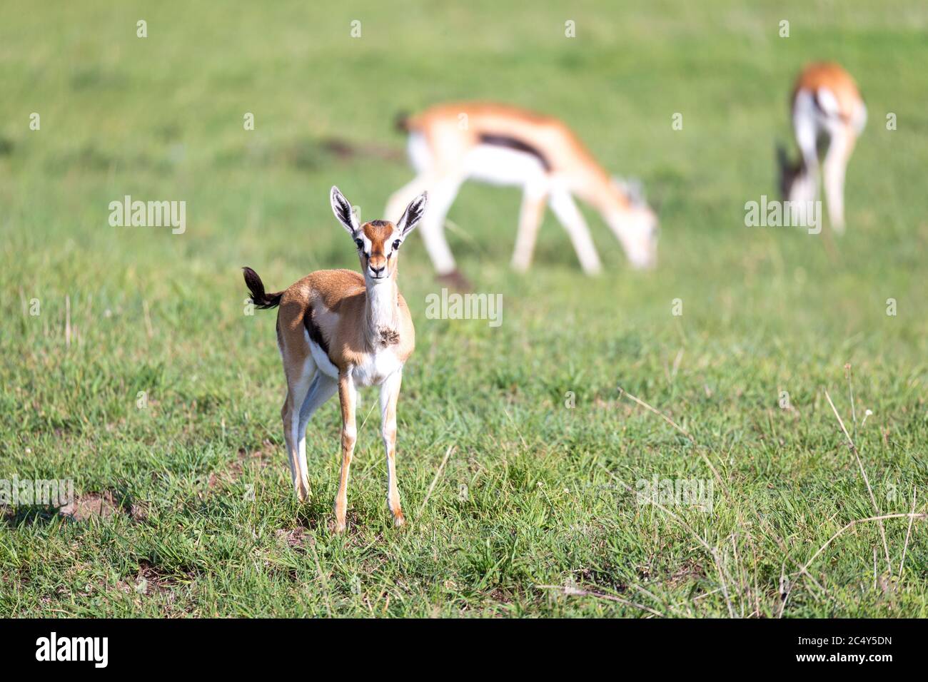 The Thomson gazelles in the middle of a grassy landscape in the Kenyan ...