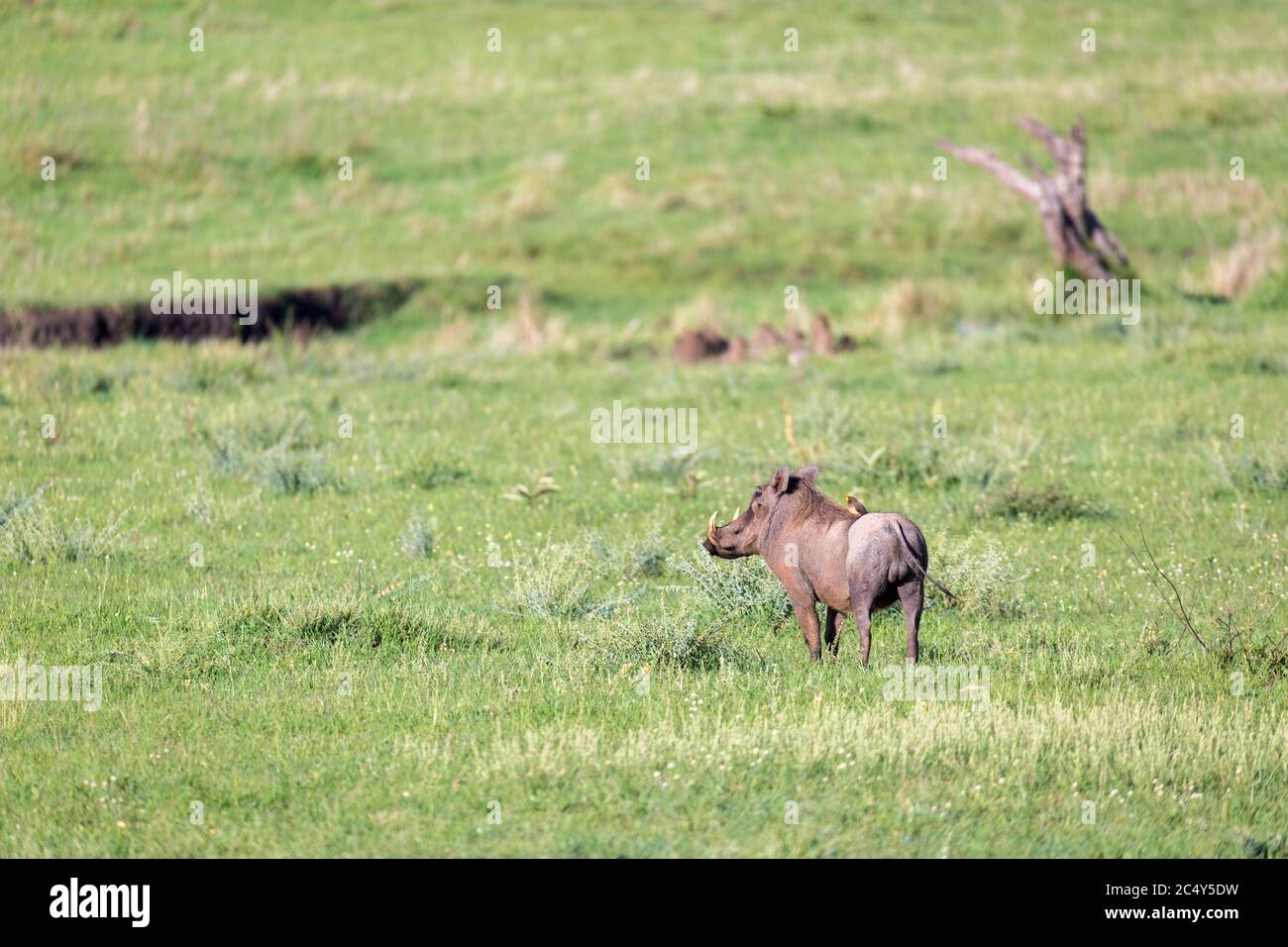 The warthog in the middle of the savanna of Kenya Stock Photo - Alamy