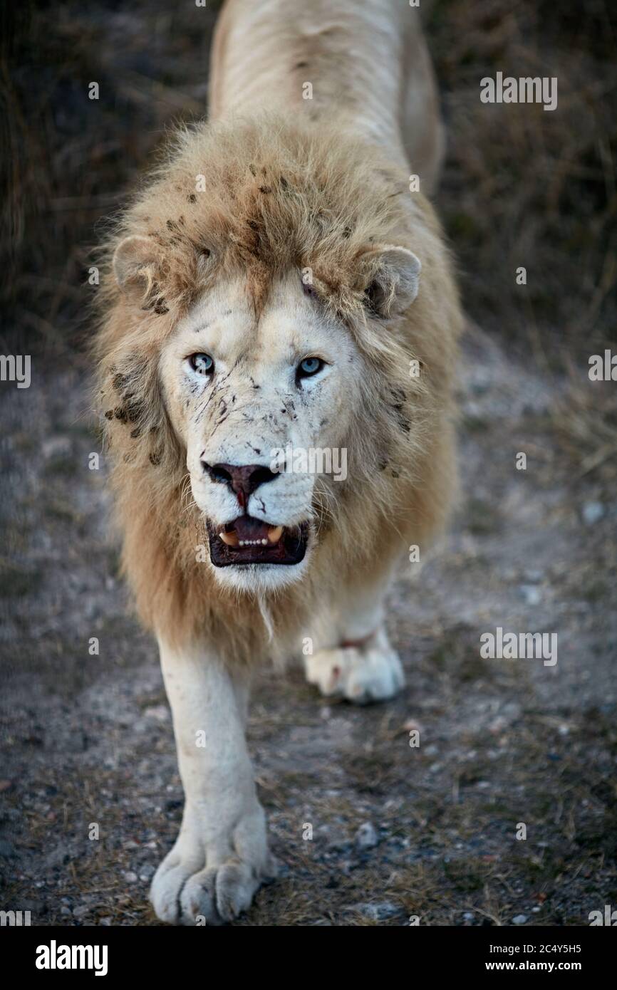 Beautiful White Lion. Caesar in the savanna. scorched grass. Portrait ...