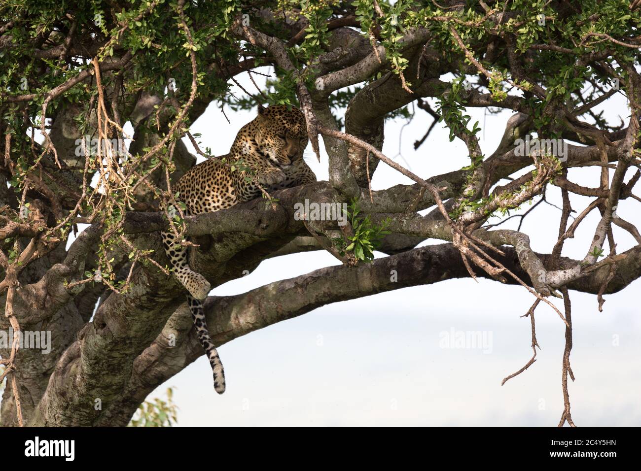 Leopard on branches hi-res stock photography and images - Alamy