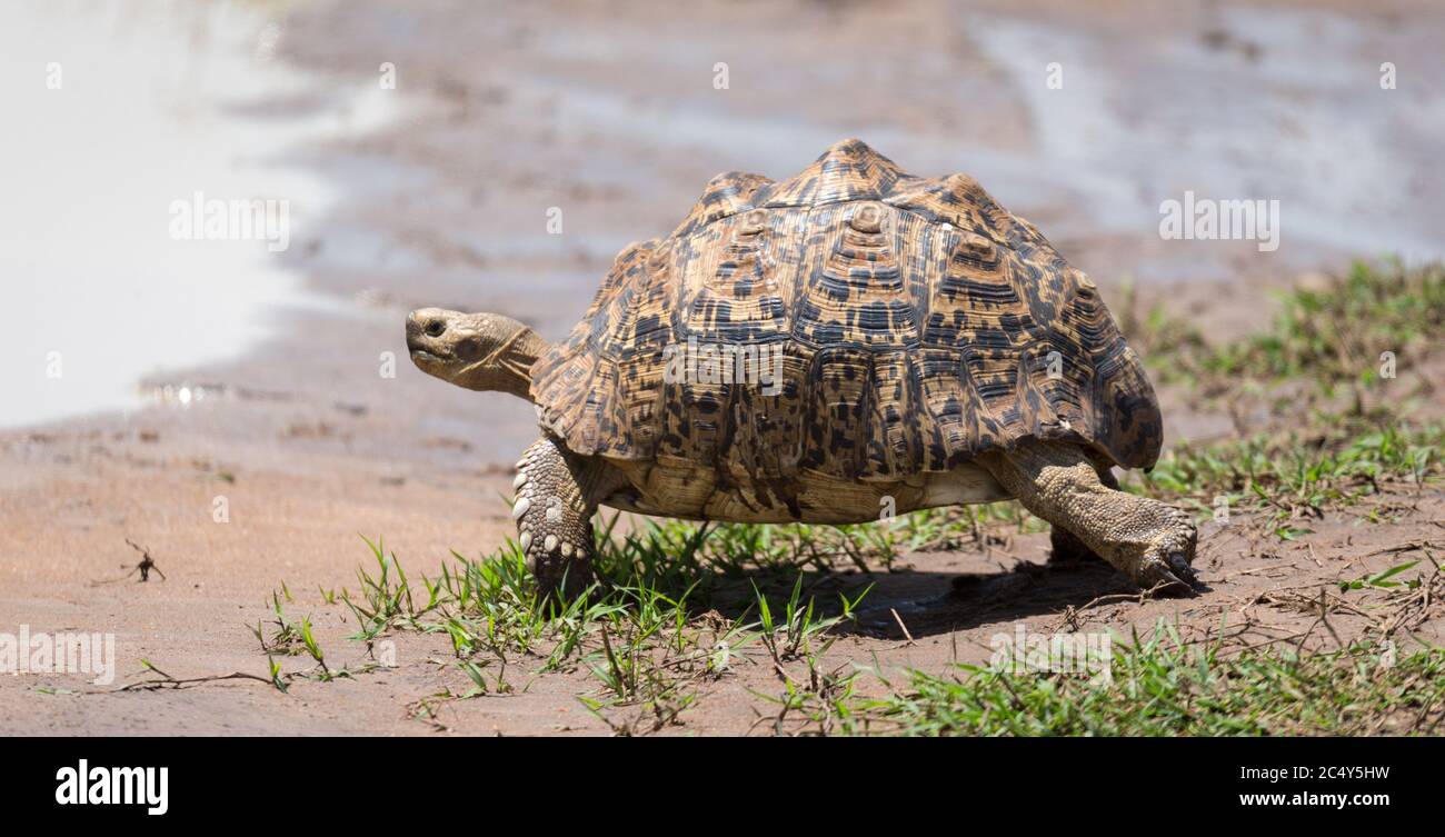 Isolated box turtle hi-res stock photography and images - Alamy