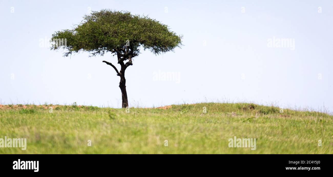 Big five country hi-res stock photography and images - Alamy