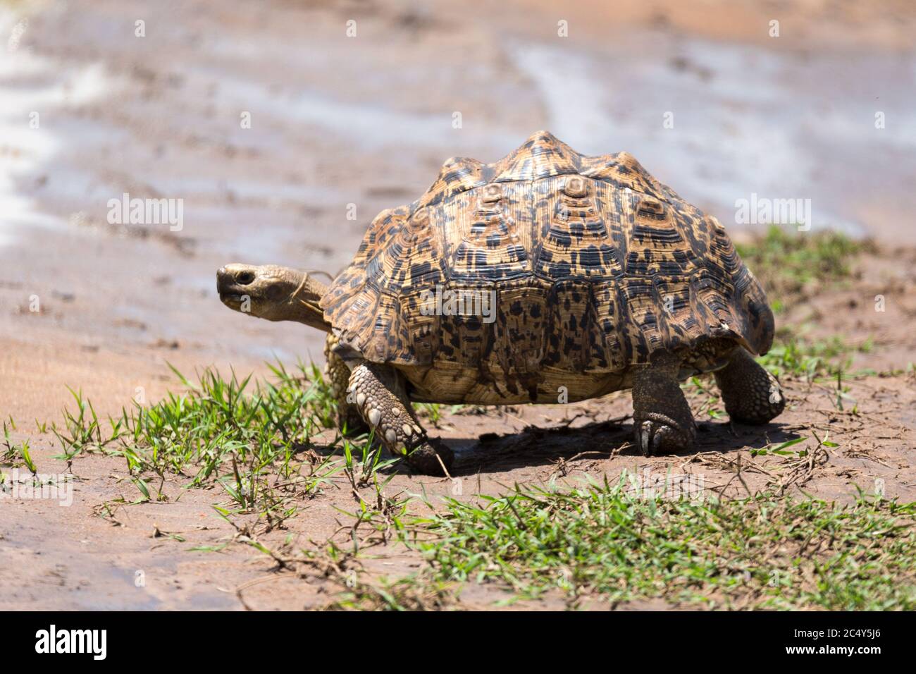 Isolated box turtle hi-res stock photography and images - Alamy