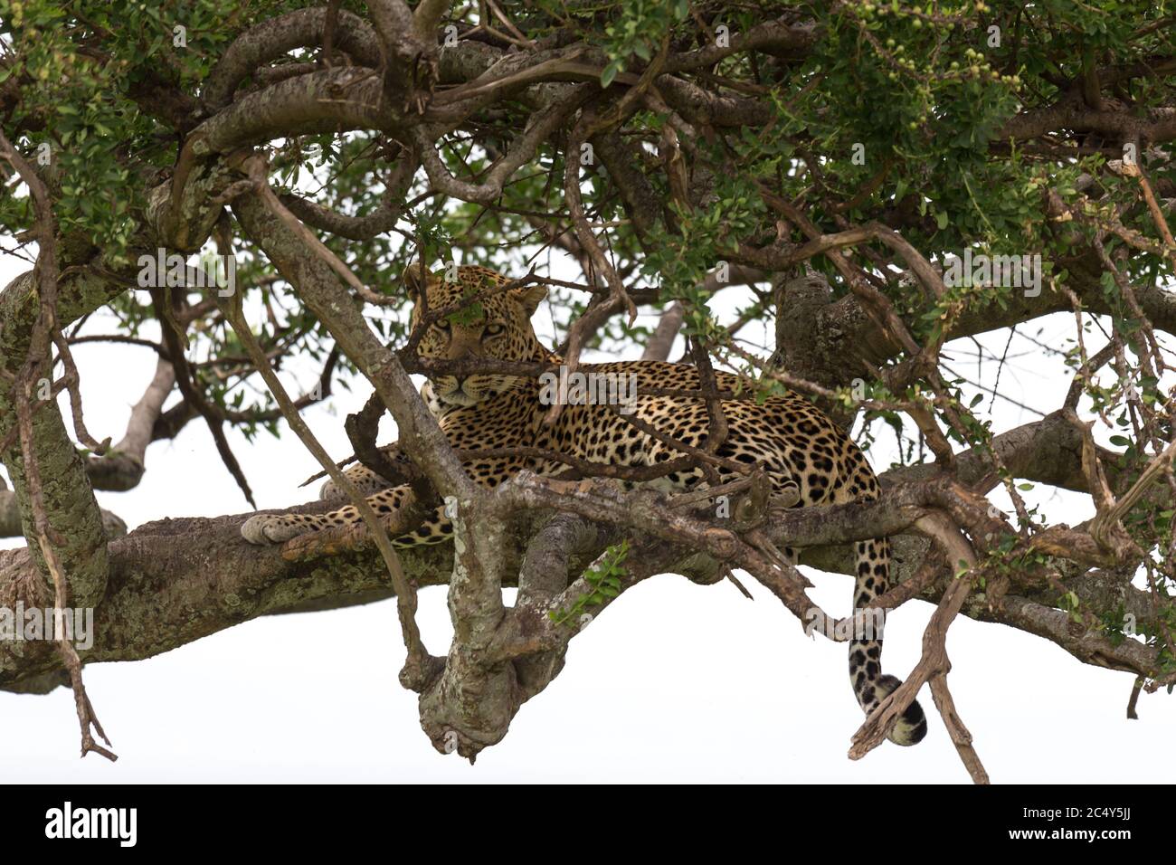 One leopard has settled comfortably between the branches of a tree to ...