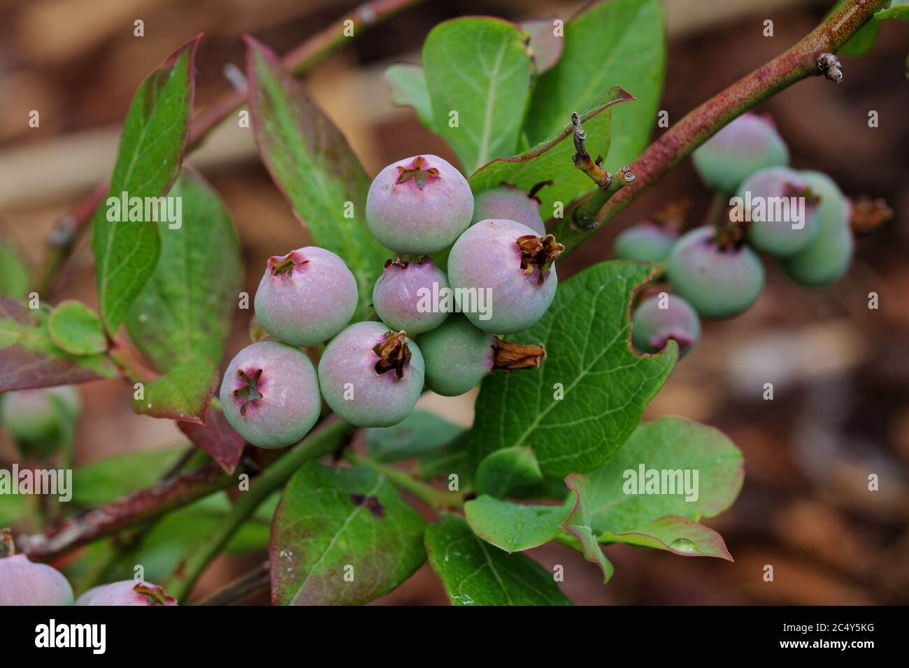 Healthy blueberry plant leaves hi-res stock photography and images - Alamy