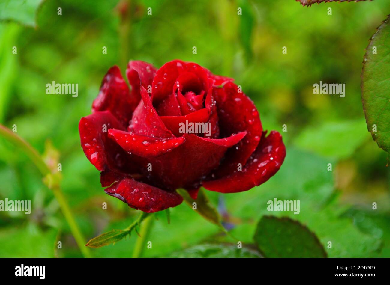 Green Rose With Water Drops