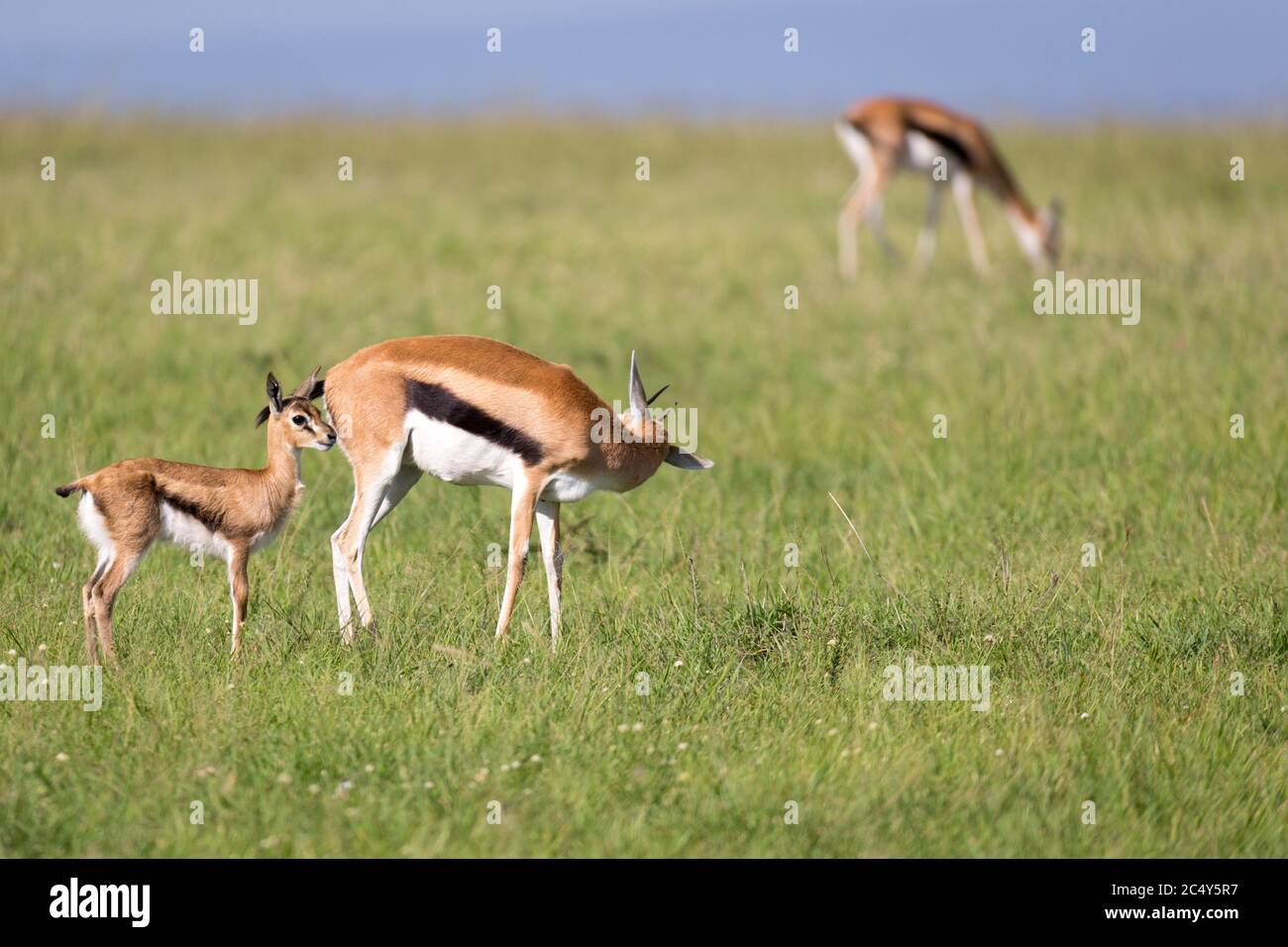 The Thomson gazelles in the middle of a grassy landscape in the Kenyan ...