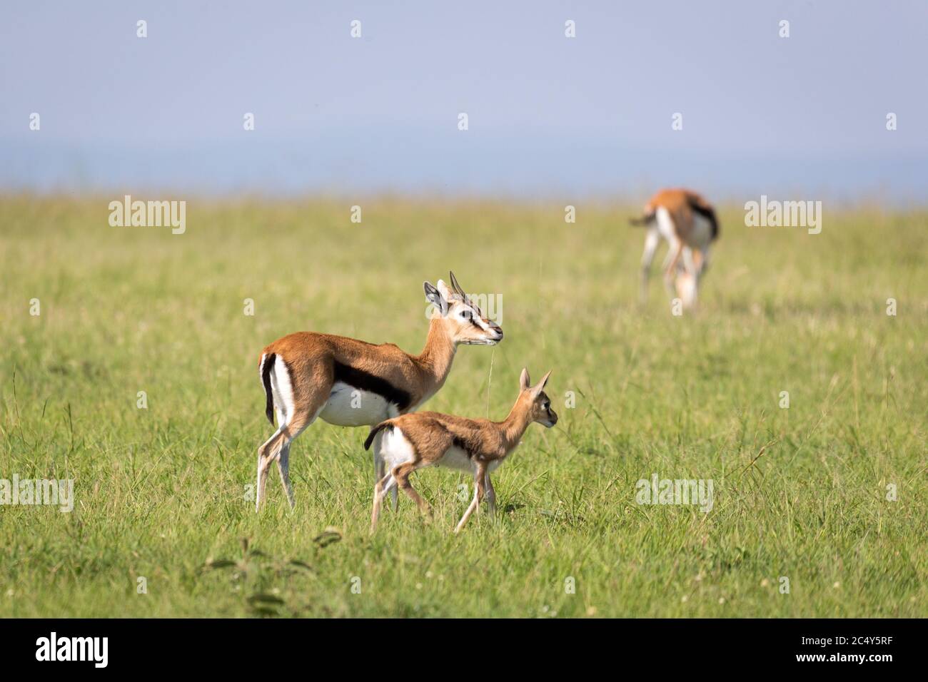 The family of Thomson gazelles in the savannah of Kenya Stock Photo - Alamy