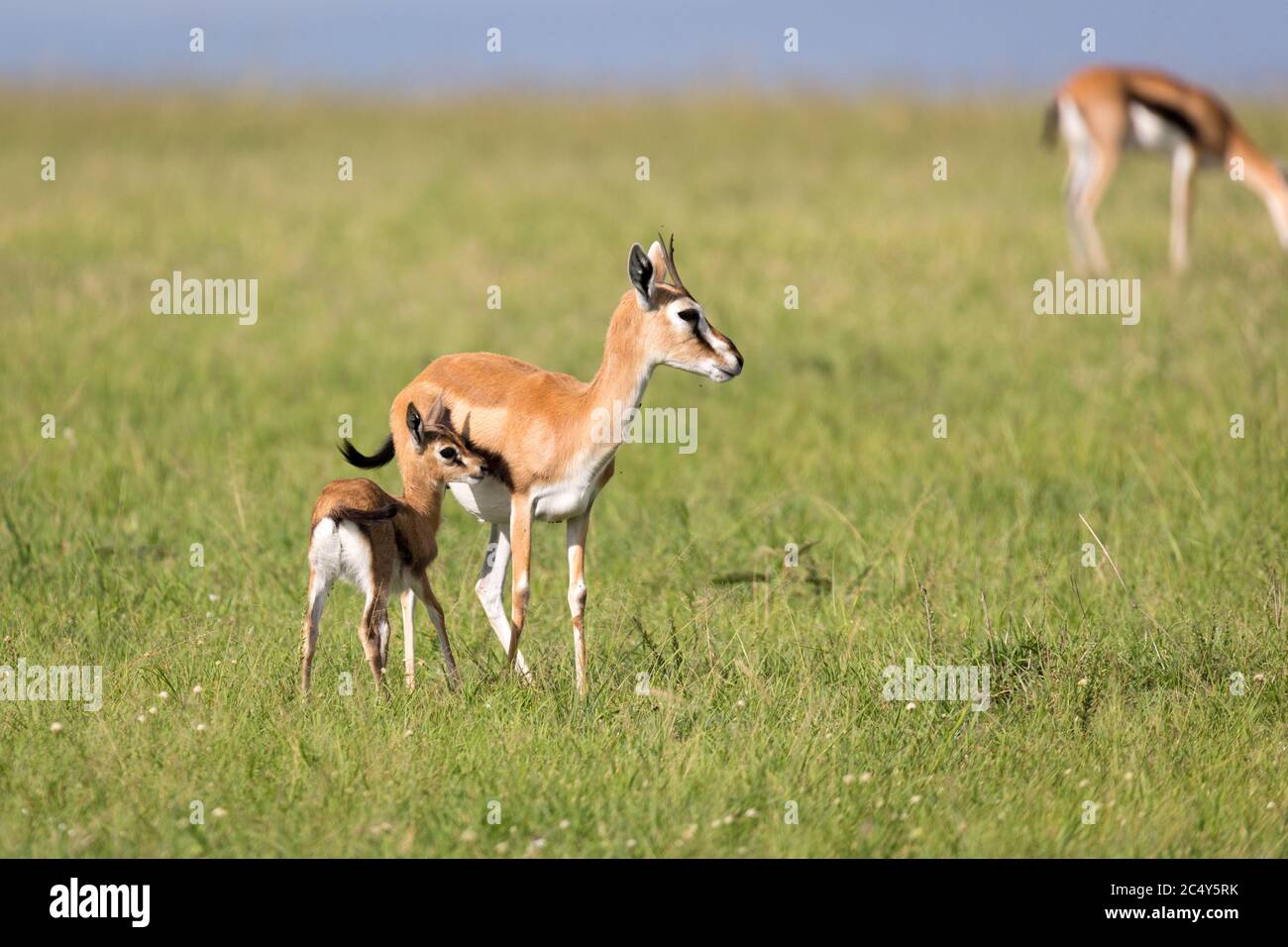 The Thomson gazelles in the middle of a grassy landscape in the Kenyan ...