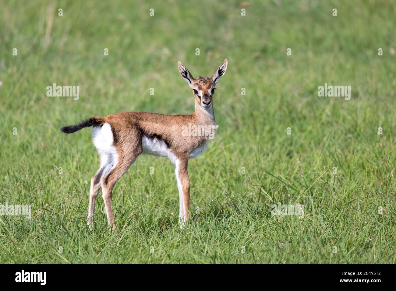 One very young Thomson Gazelle in the Kenyan grass landscape Stock ...