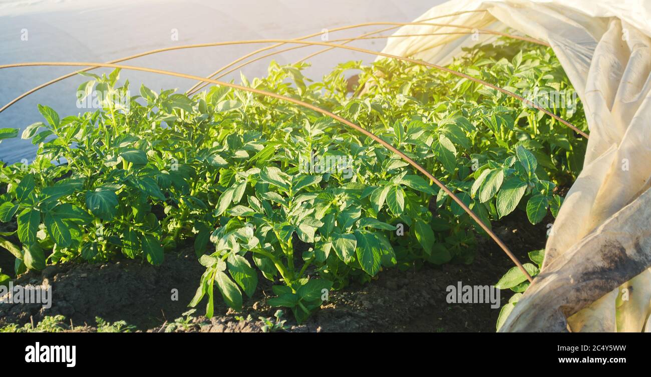 Growing young potatoes under agrofibre in small greenhouses. Spunbond ...