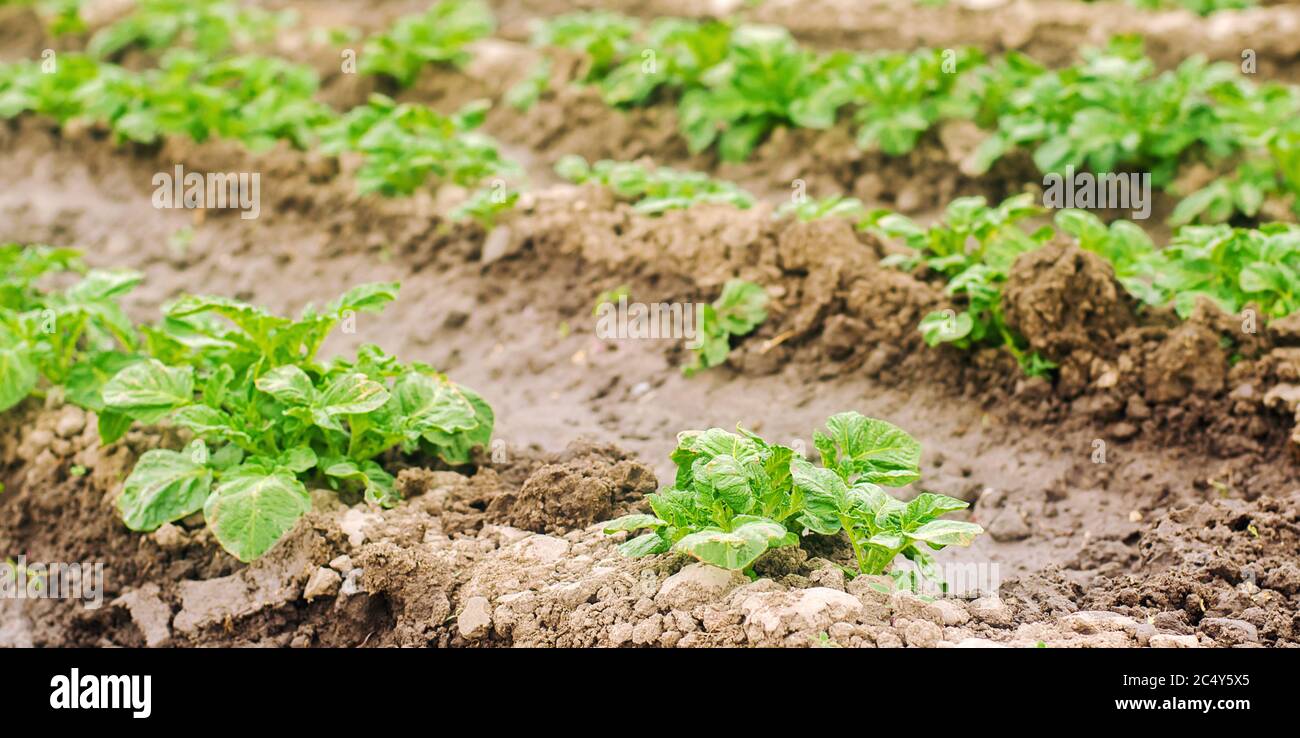 Plantation of young potatoes grow in the field. Growing organic ...