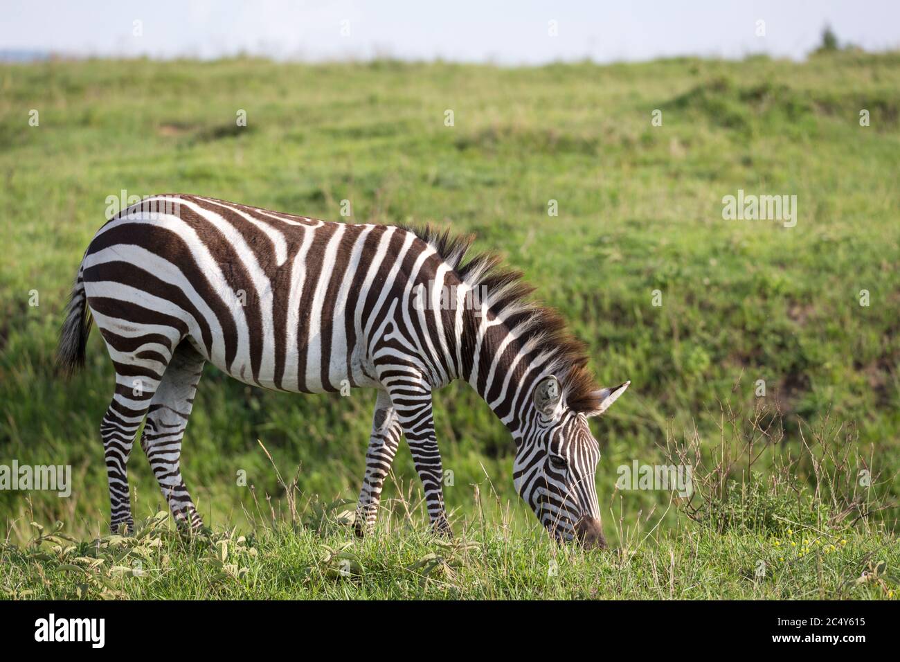 One zebra in the green landscape of a national park in Kenya Stock ...