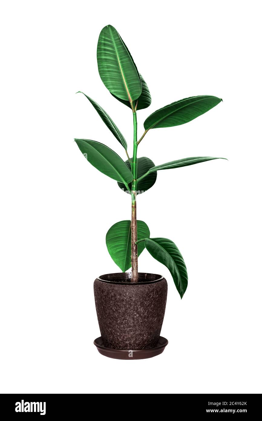Potted ficus tree isolated on white Stock Photo - Alamy
