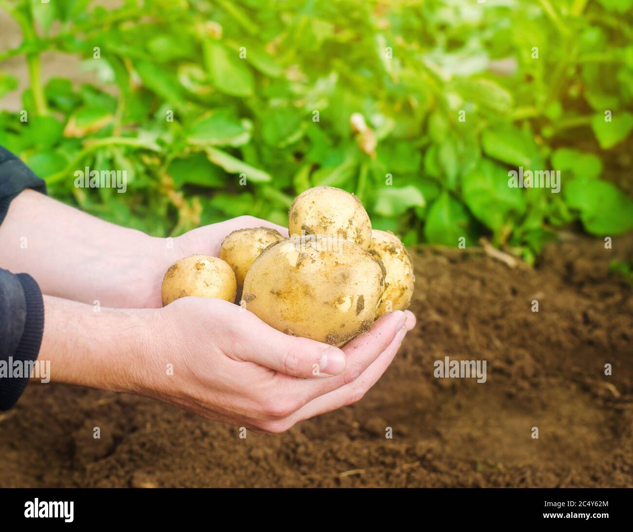 Farmer holds freshly picked potatoes in the field. Harvesting, harvest ...